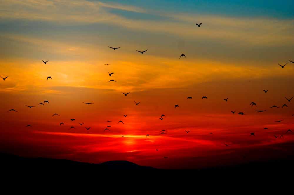 North Santander airports Prevention of fauna danger - IVICSA